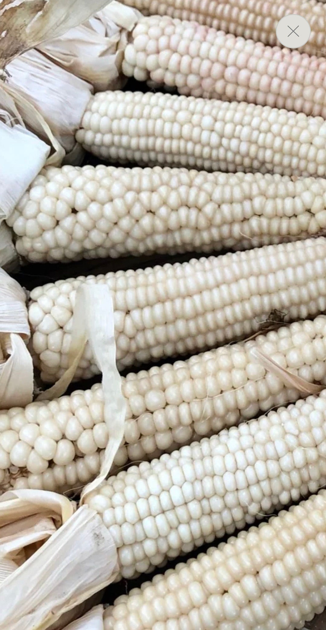 Concho Corn; Certified Organic; Maize Blanco; White Flint Corn; Great ...