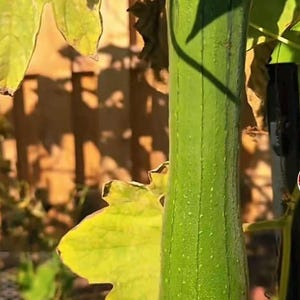 15 Organic Indian Smooth Luffa Seeds; Heirloom Meaty Culinary Loofah - Etsy