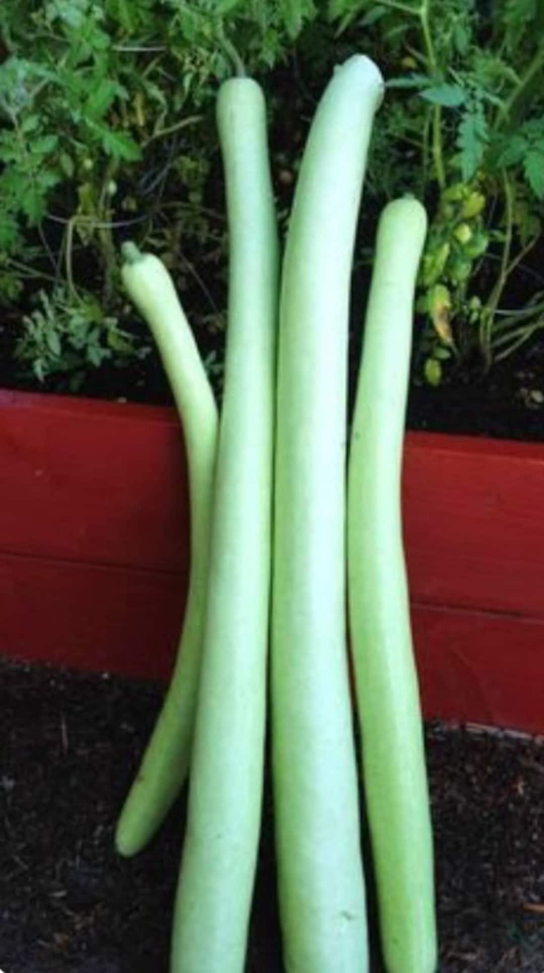 100 CUCUZZI CUCUZZA GAGOOTZA; Serpente Di Sicilia Squash Seeds; Snake ...