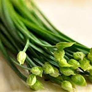 2-gram ~500 NIRA Broad Leaved GARLIC CHIVE Seeds; Allium Tuberosum ...