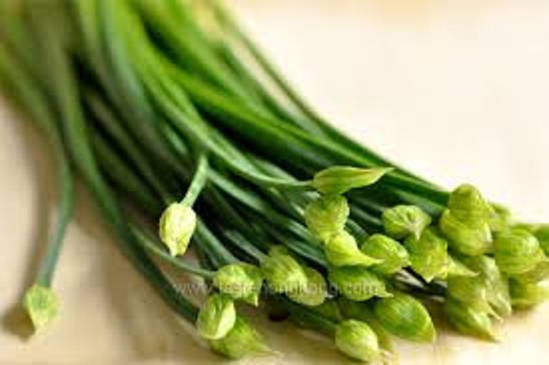 2-gram ~500 NIRA Broad Leaved GARLIC CHIVE Seeds; Allium Tuberosum ...