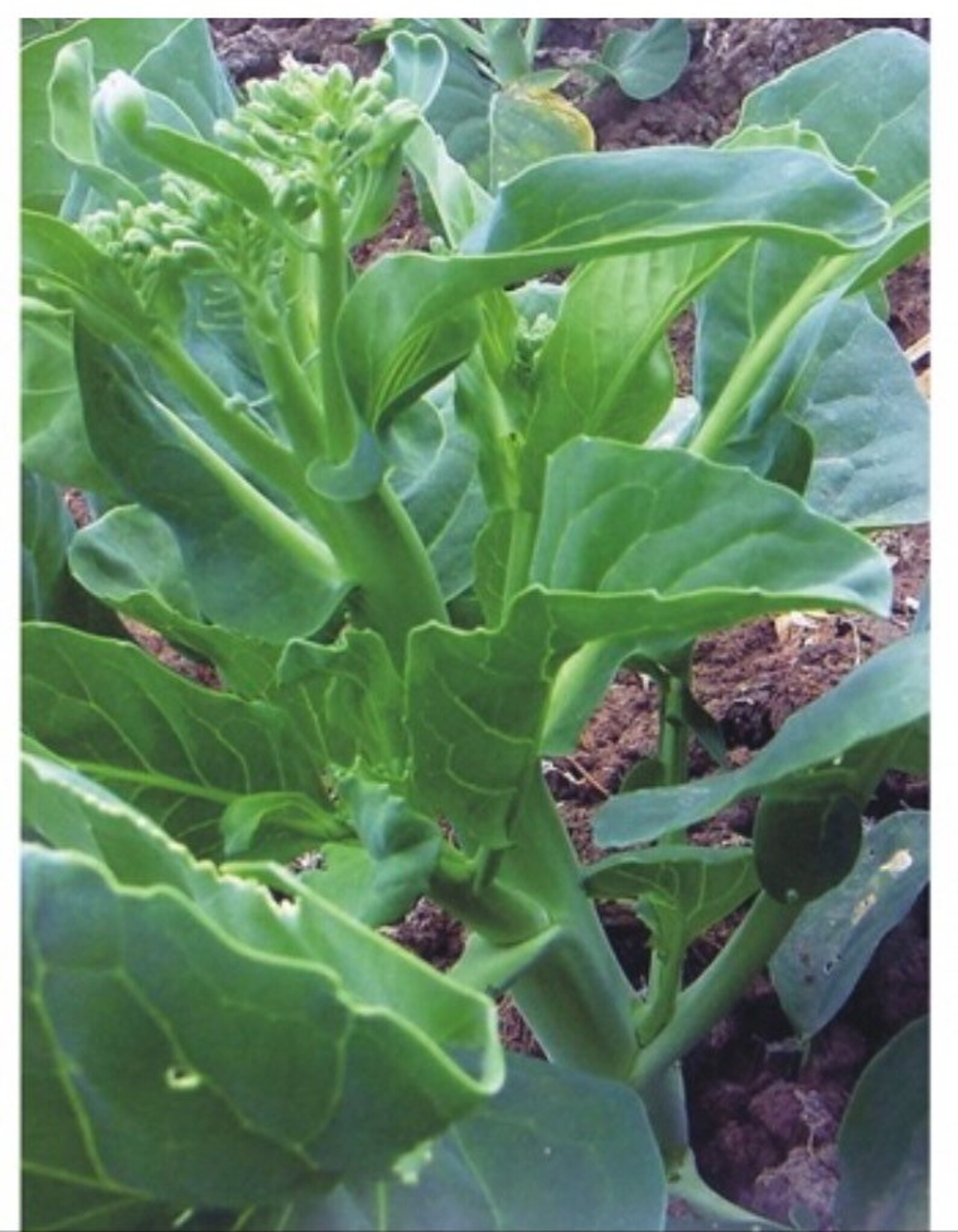 2000 Wan Shen Late Season GAILAN Gai Lan Seeds KAILAN KAILAAN Chinese ...