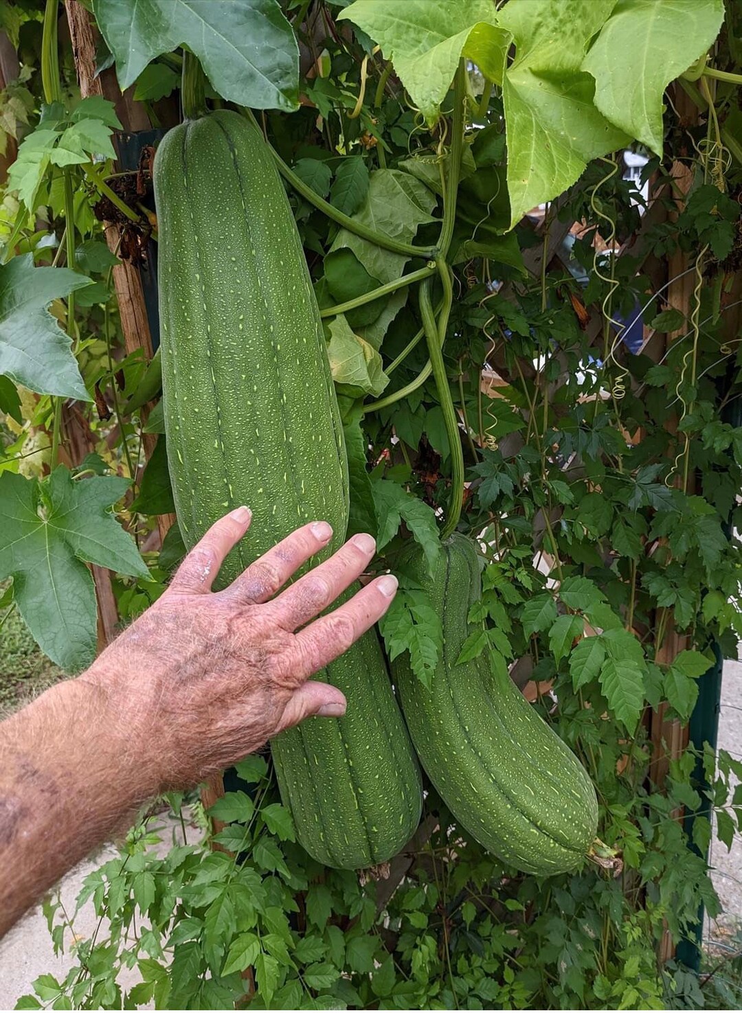 10 Virginia Huskie Sponge Gourd Seeds From Jimmy Luffa Uniform Medium ...
