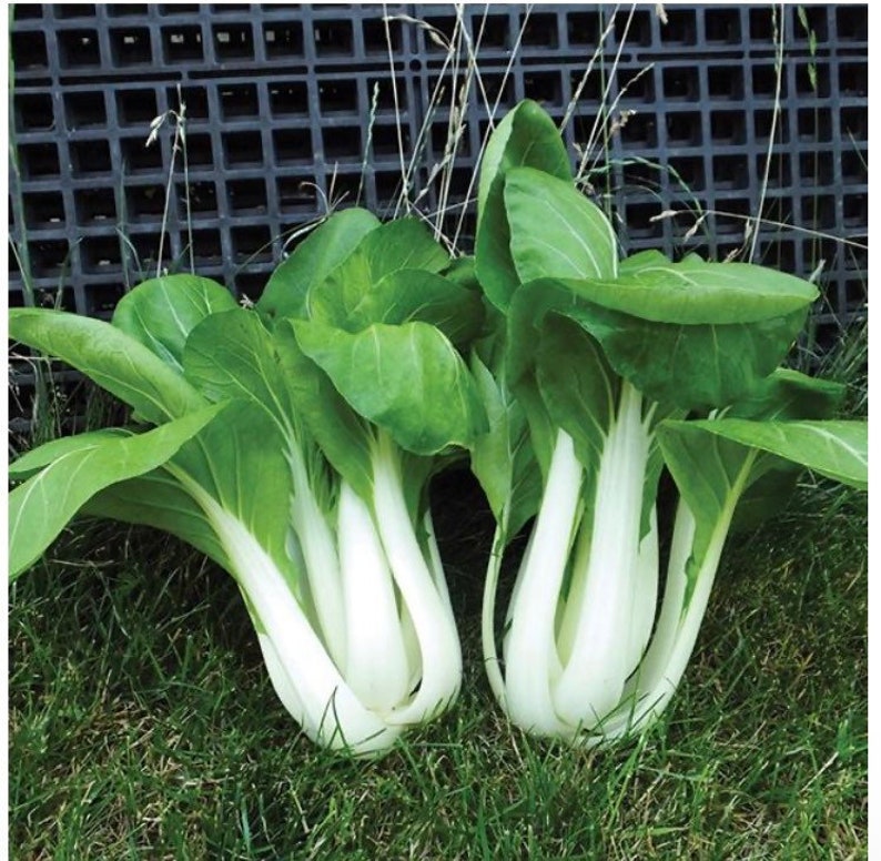 500 Winwin Choi F1 Seeds; Win-win Hybrid Pak Choi; Win Win Pac Choi ...