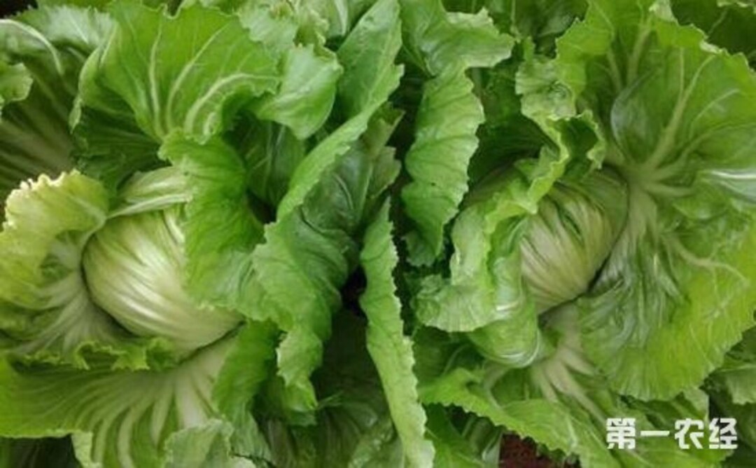 1-oz 16,000 Seeds; Indian Chinese Mustard Greens; GAI CHOI Cabbage 包心芥菜 ...