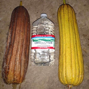 5 Elite Taiwanese Smooth Luffa Seeds;屹立圓筒絲瓜; 台灣菜瓜; Meaty Culinary ...