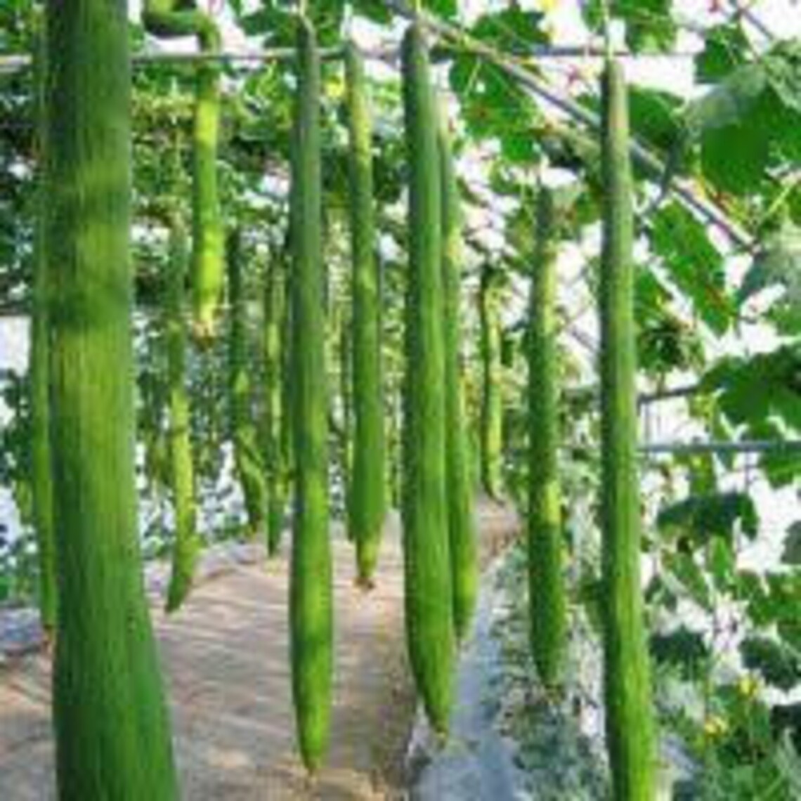 Extra Long Smooth Luffa Seeds; 30-42” Avg Length; Culinary Sponge Gourd ...
