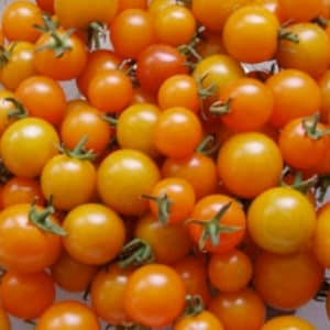 12 SUN GOLD Hybrid Tomato Seeds; Sungold the Best Tasting Cherry Tomato ...