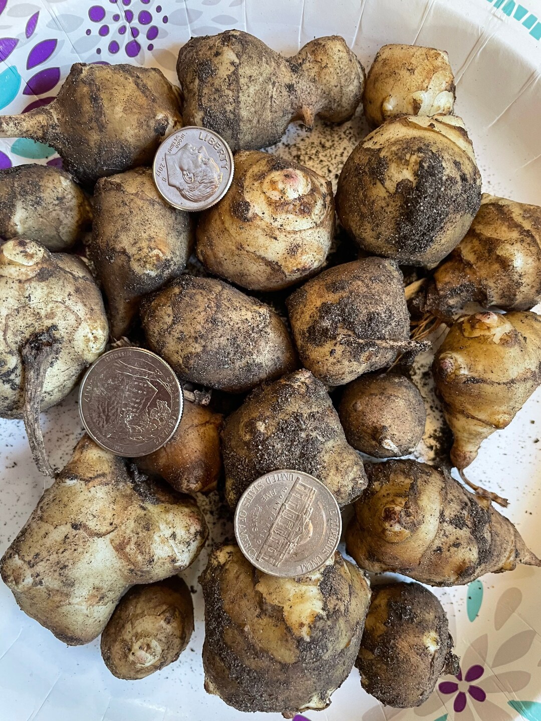 5 Organic Jerusalem Artichoke Medium Seed Tubers for Planting Sunchoke ...