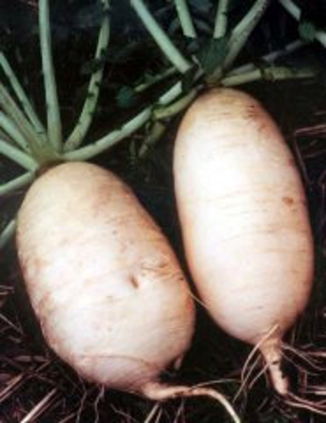 1/8-oz ~450 FORMOSA GIANT Luo Buo Seeds; Taiwan Daikon Luobo Radish ...