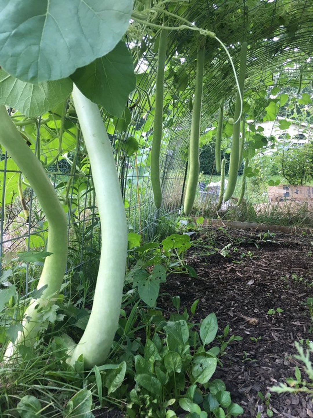 15 CUCUZZI CUCUZZA GAGOOTZA Summer Squash Seeds; Serpente Di Sicilia ...