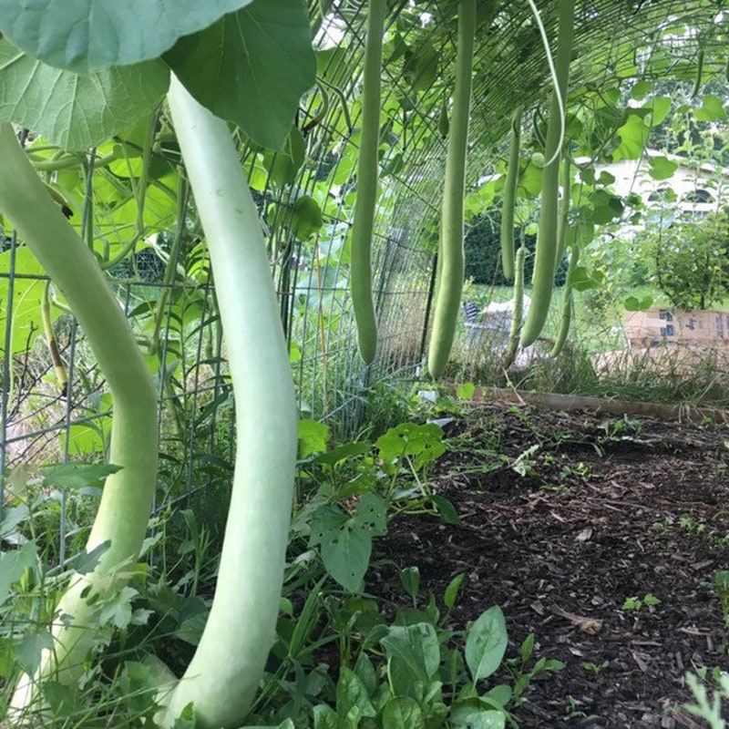 Squash in Italian - Etsy