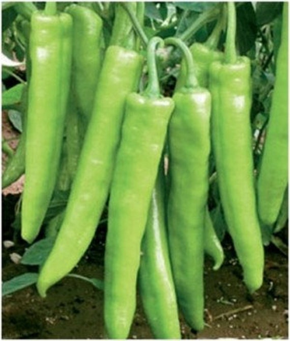30 HOT BHAJI Indian Chili Pepper Seeds - Etsy