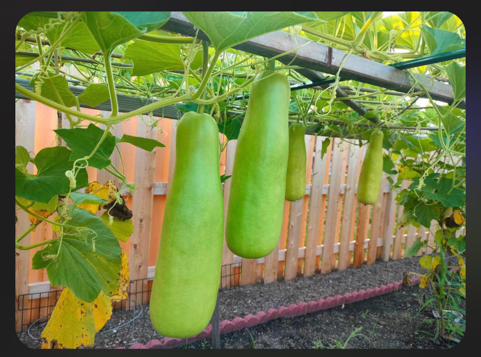 Organic Long Lauki Indian Bottle Gourd Seeds; Heirloom OP - Etsy