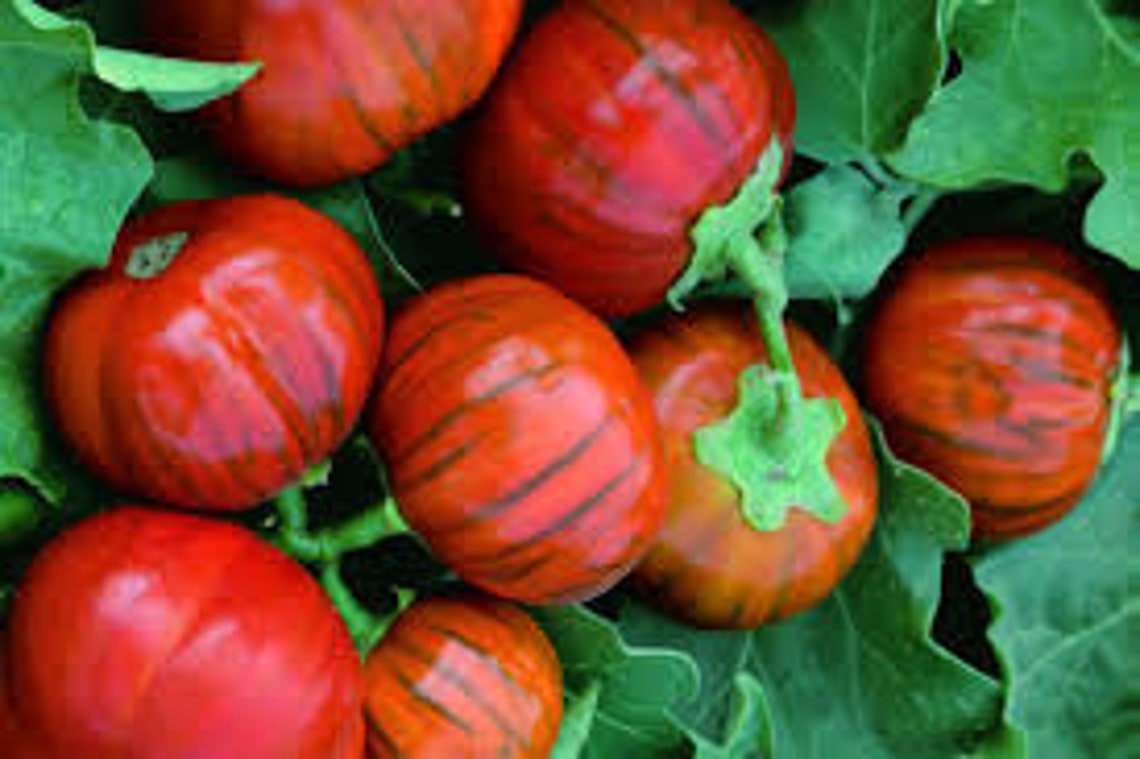 50 TURKISH ORANGE Eggplant Seeds; Heirloom From Africa; Ornamental ...