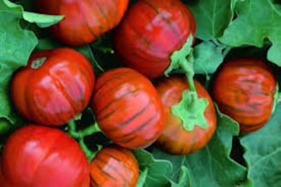 50 TURKISH ORANGE Eggplant seeds heirloom from Africa | Etsy
