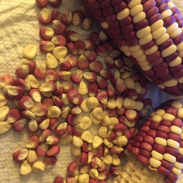 Corn Seeds - Etsy