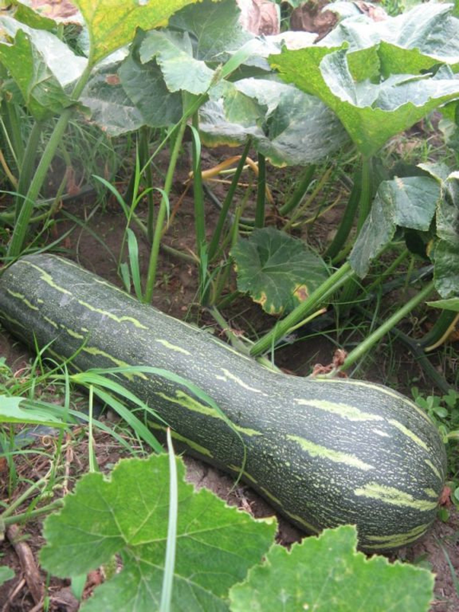 10 Zucca Lunga Di Napoli Seeds Long Pumpkin of Naples 50 - Etsy