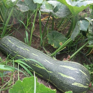 10 Zucca Lunga Di Napoli Seeds Long Pumpkin of Naples, 50 Lbs Possible ...