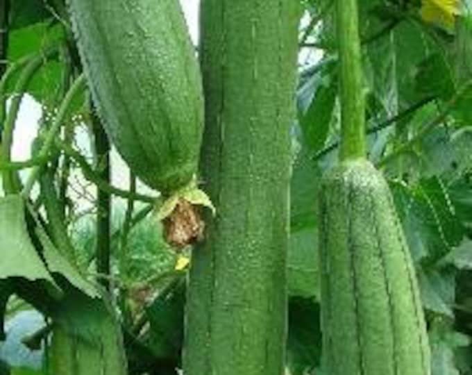 12 Emerald Hybrid Smooth Luffa Seeds Early Maturity Muop Huong 翡翠絲瓜F1 ...