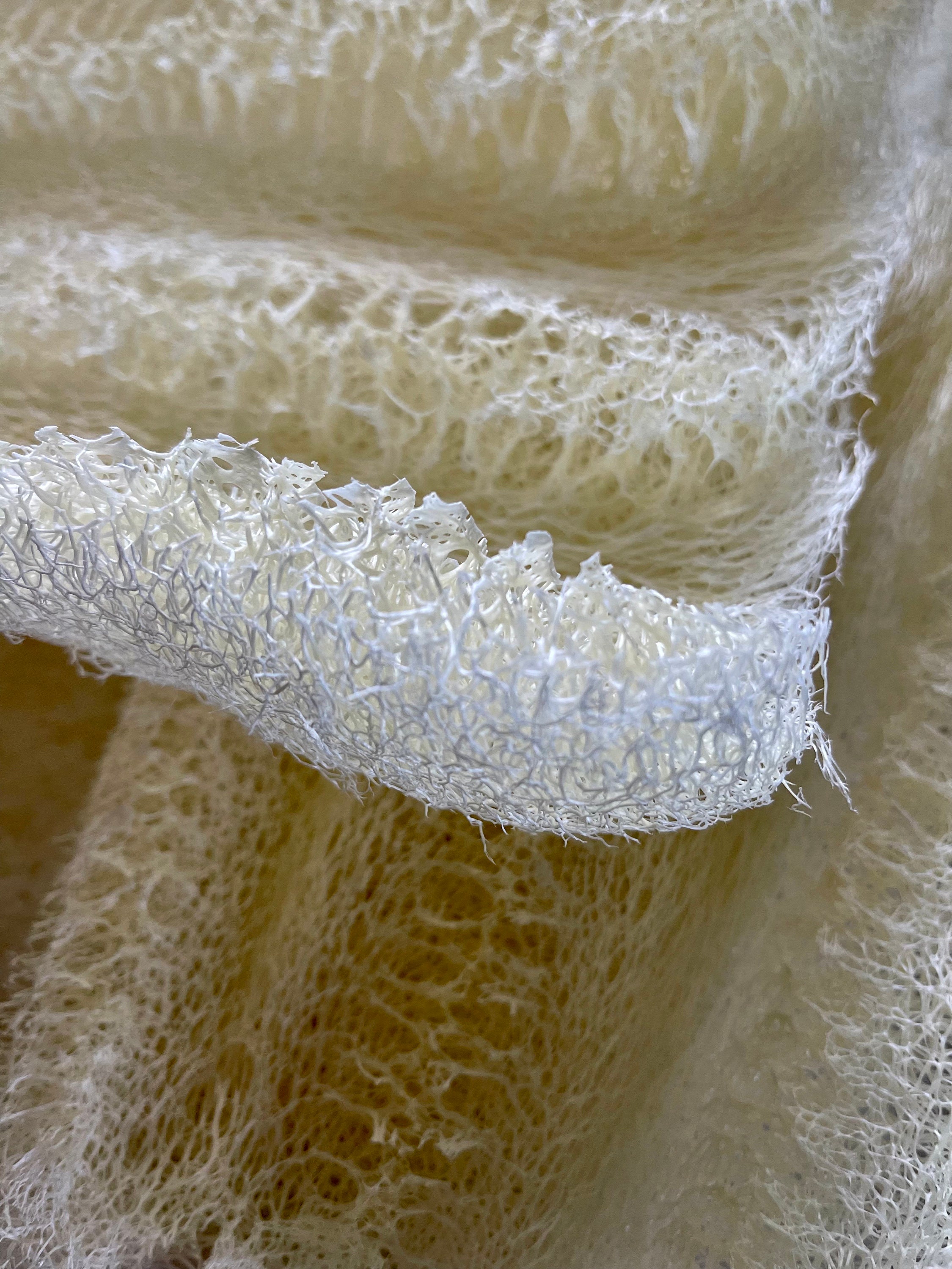 20 Jersey Giant Sponge Gourd Luffa Seeds From M.laszlo of Hunters Run ...