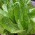 2-gram 2000 SPRING TOWER CELTUCE Seeds, 春秋圓葉綠莴笋; Stem Lettuce ...
