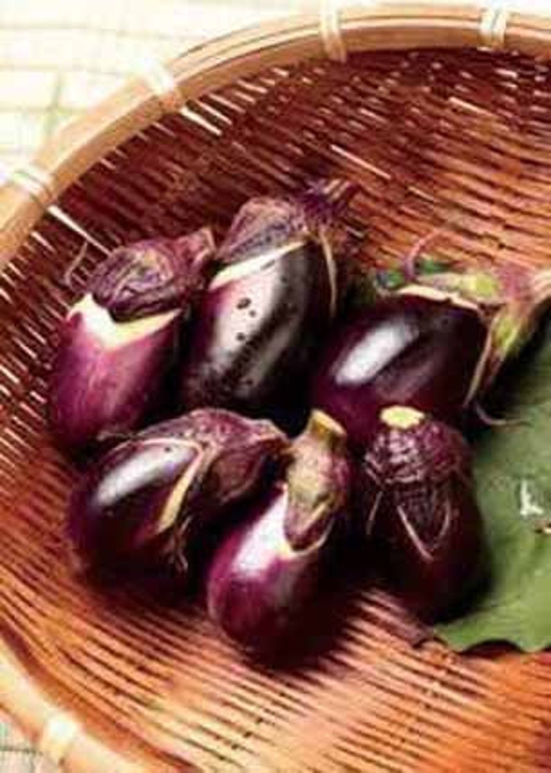 20 Organic SHIMODA NASU Eggplant Seeds 下田なす; Cute Japanese Baby ...