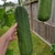 20 Japanese Good Luck F1 Burpless Cucumber Seeds Heat Tolerant High ...