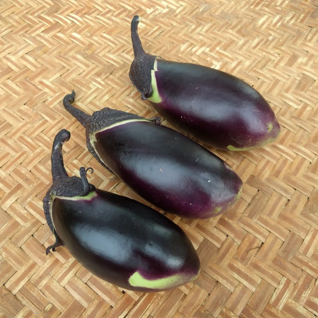 20 Organic SHIMODA NASU Eggplant Seeds 下田なす; Cute Japanese Baby ...