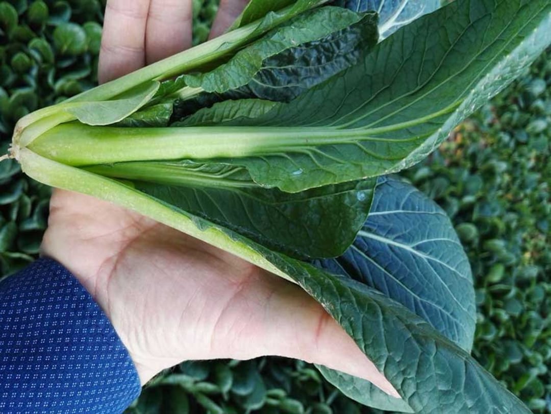 250 Komatsuna Hokusai；tokita TSX-813 Hybrid Mustard Spinach Seeds ...