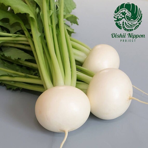 Japanese White Turnip