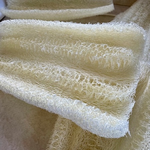20 Jersey Giant Sponge Gourd Luffa Seeds From M.laszlo of Hunters Run ...