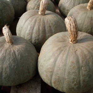 8 BLUE KURI Winter Squash Seeds; Japanese Kabocha - Etsy