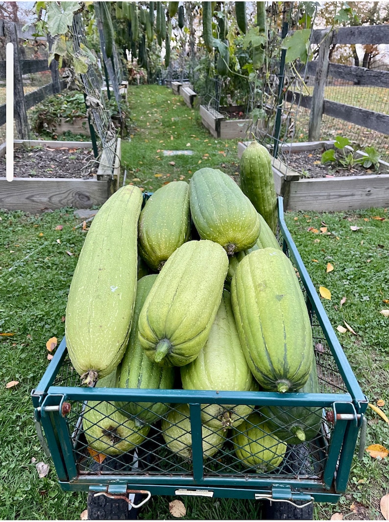 Jersey Giants Sponge Gourd Luffa Seeds From M.laszlo of Hunters Run ...