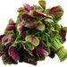 8-gram 5000+ Asian Summer Greens Seeds Mix Blend: Gai Lan, Yu Choi ...