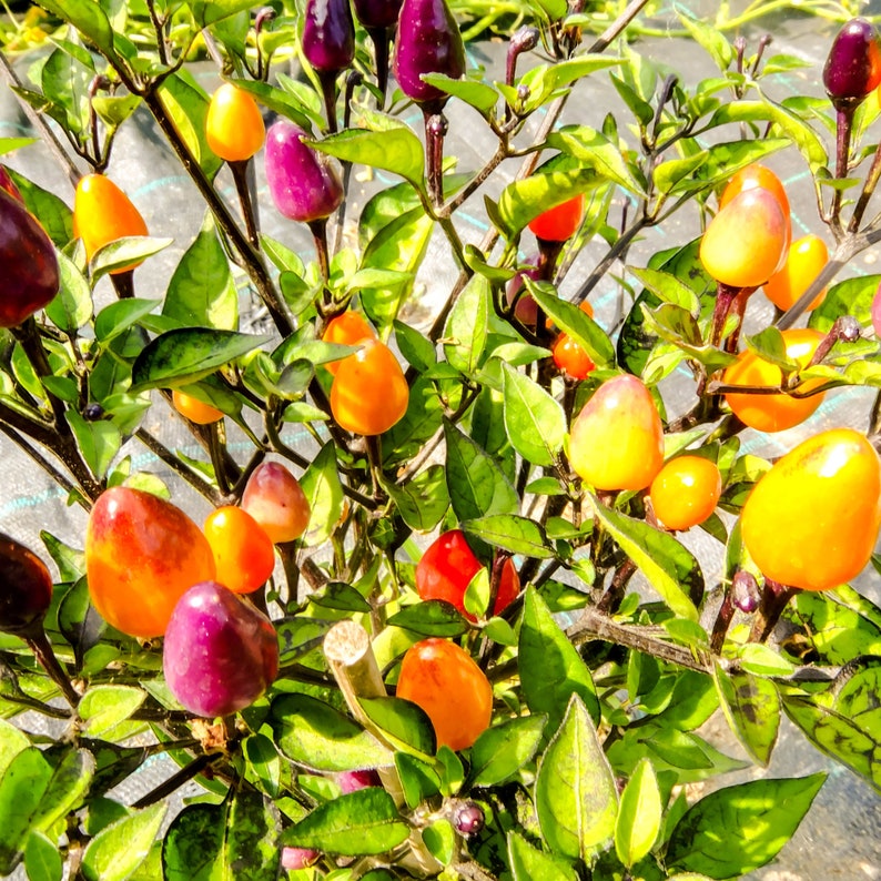 100 Fire Cracker Hot Pepper Seeds Firecracker Chili - Etsy