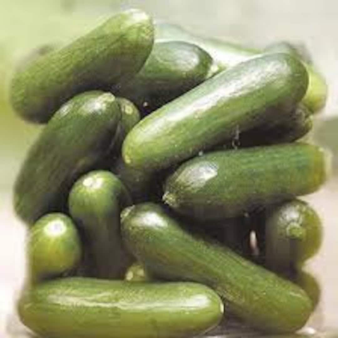 Organic GREEN FINGER Cucumber Seeds; Improved Beit Alpha With High ...