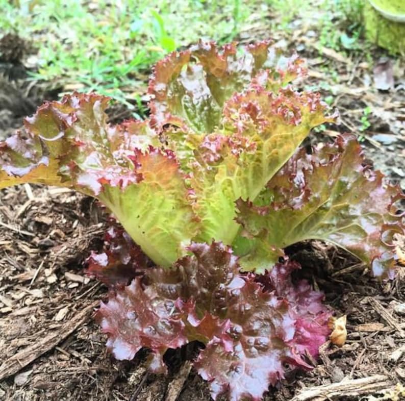2000+ RED VELVET Lettuce Seeds; Slow to Bolt; Ornamental Edible ...