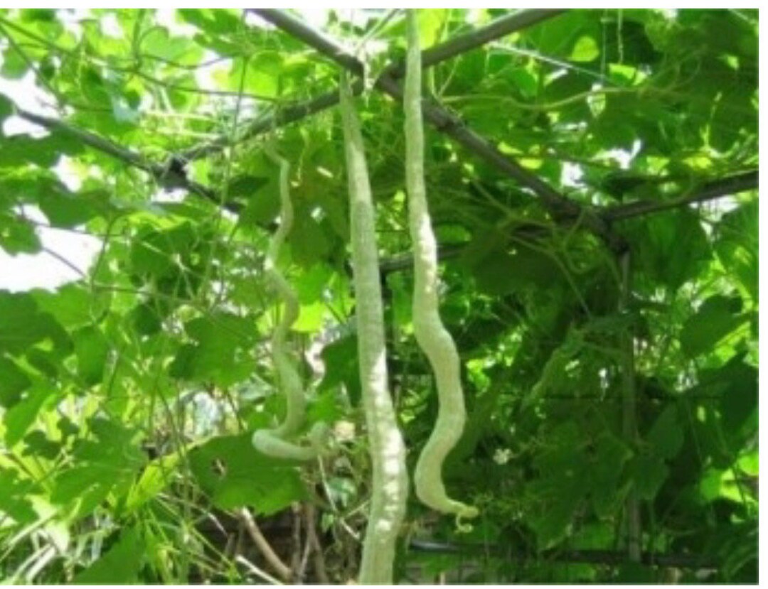 Padwal Maharashtra; Indian Long Snake Viper Gourd Seeds; Chichinda ...