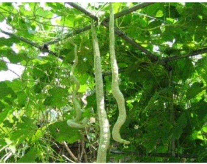 10+ Long Snake Gourd Seeds - 100% Organic - Etsy