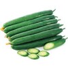 20 Japanese Good Luck F1 Burpless Cucumber Seeds; Heat Tolerant; High ...