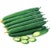 20 Japanese Good Luck F1 Burpless Cucumber Seeds; Heat Tolerant; High ...