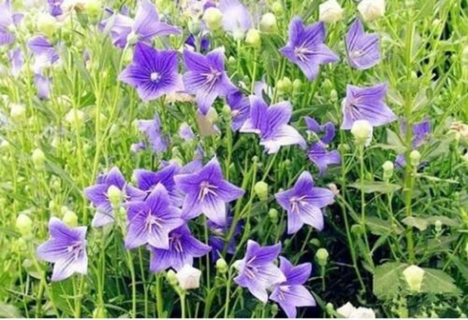 2-gram 1000+ 도라지 Bellflower Balloon Flower Seeds; Korean Doraji; Toraji ...