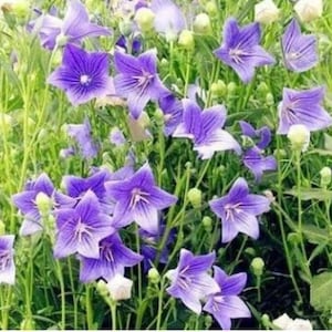 2-gram 1000+ 도라지 Bellflower Balloon Flower Seeds; Korean Doraji; Toraji ...