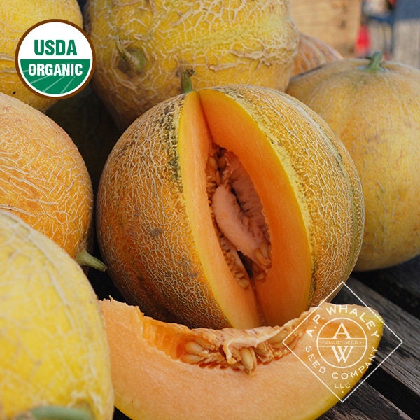 Minnesota Midget Melon Seeds - Etsy