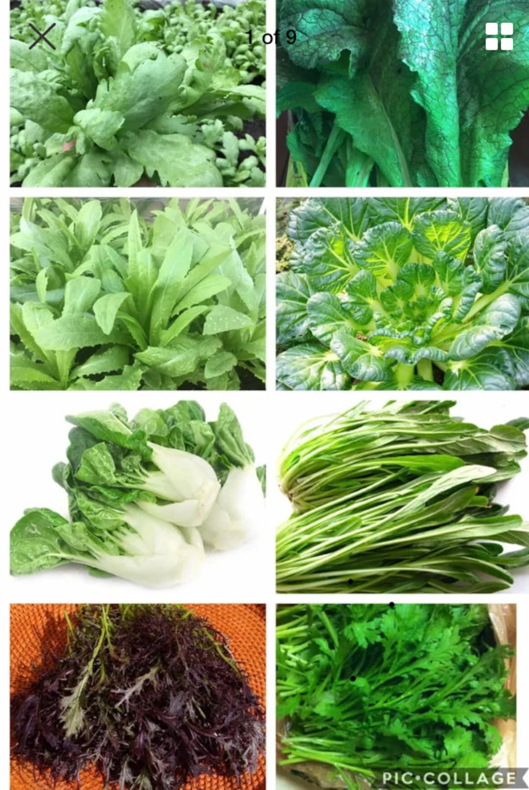 9x1-oz Packets of Asian SPRING GREENS Seeds: Gai Choi, Mizuna, Shungiku ...
