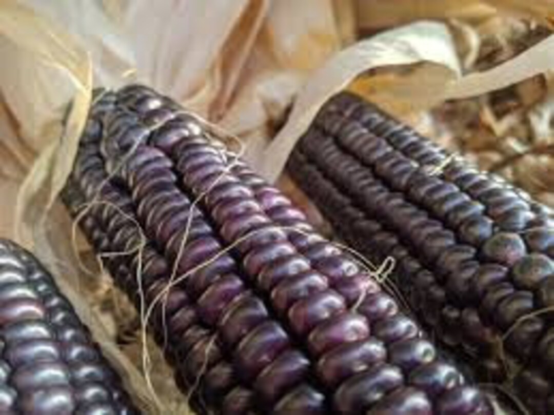BLUE HOPI Corn Seeds; Hopi Blue; Historic Variety Non-gmo; Open ...