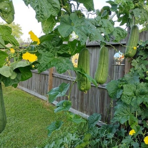 5 Elite Taiwanese Smooth Luffa Seeds;屹立圓筒絲瓜; 台灣菜瓜; Meaty Culinary ...