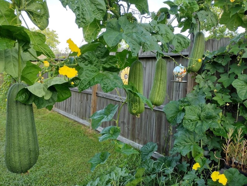 5 Elite Taiwanese Smooth Luffa Seeds;屹立圓筒絲瓜; 台灣菜瓜; Meaty Culinary ...