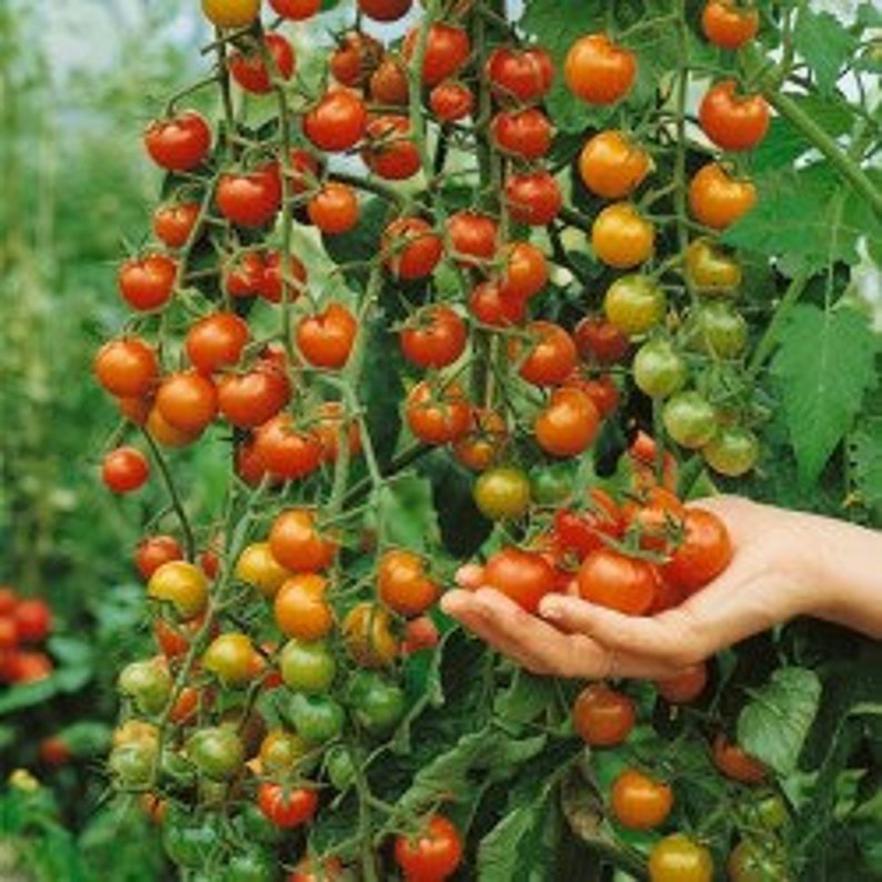 12 SUN GOLD Hybrid Tomato Seeds; Sungold the Best Tasting Cherry Tomato ...